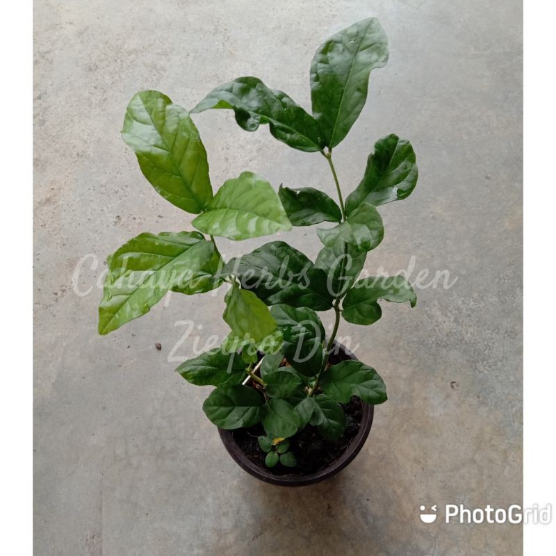 Bunga melur rose (ank pokok ) | Shopee Malaysia
