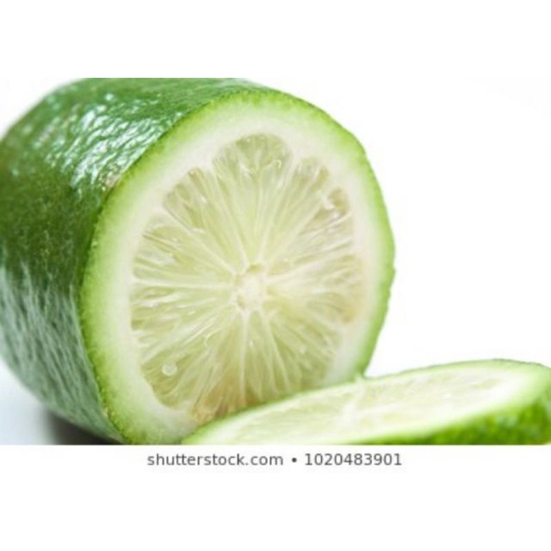 Lemon Telur Buaya @ Limau Telur Buaya, Pokok Tut, Tinggi 2 Kaki Lebih ...