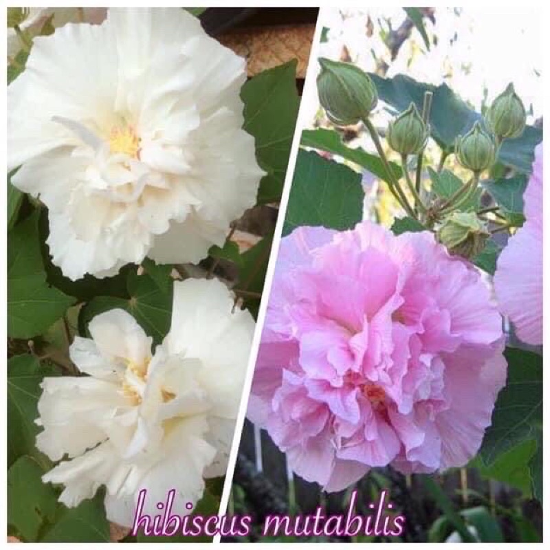 (Part 2/2)Pokok bunga raya Hibiscus Dainty White & Pink, white wing ...
