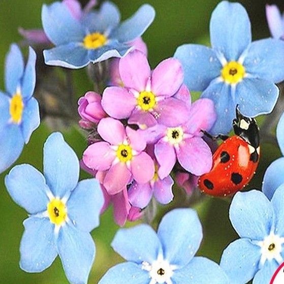 Biji Benih Bunga - Jangan Lupa Saya /Flower seeds - Do Not Forget Me ...