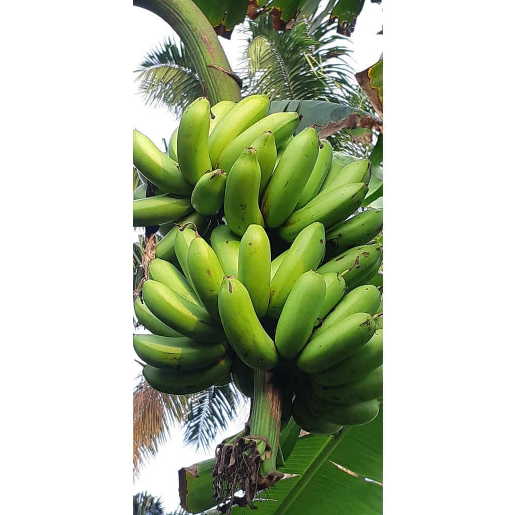 sulur pokok pisang susu | Shopee Malaysia