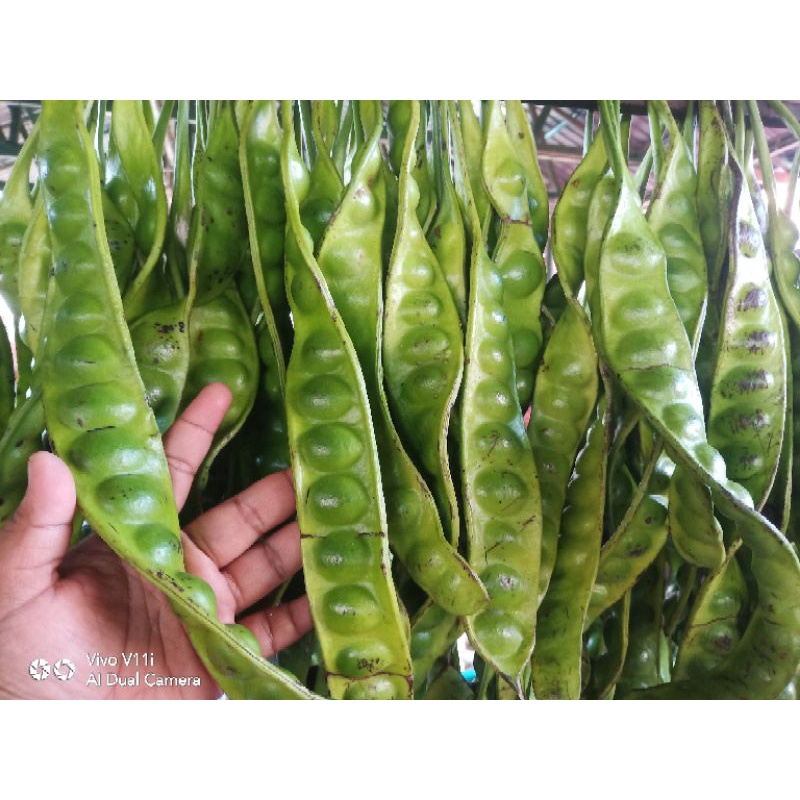 PETAI PADI FRESH/SEGAR BIJI BESAR RAPAT² | Shopee Malaysia