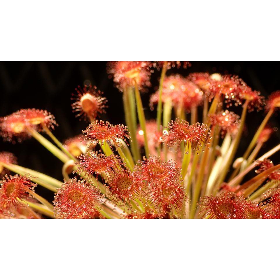 [Bunface Potato Carnivorous Plants] Drosera Ordensis x Paradoxa ...