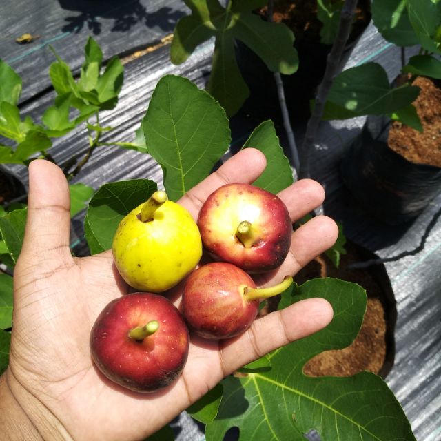 Pokok Tin / Fig Plant | Shopee Malaysia