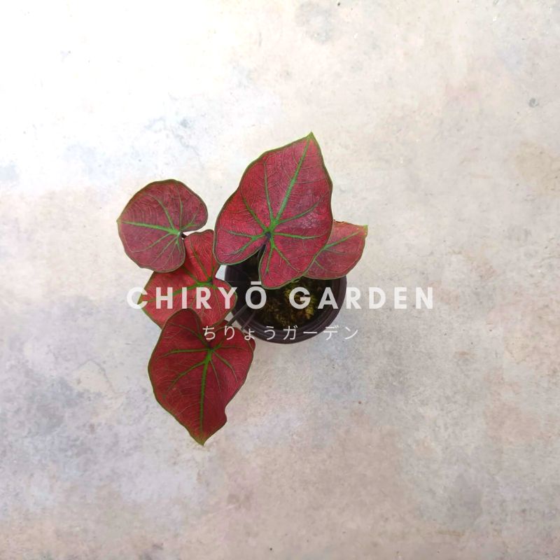 Festivia caladium plant - pokok Keladi Festivia | Chiryo Garden ...