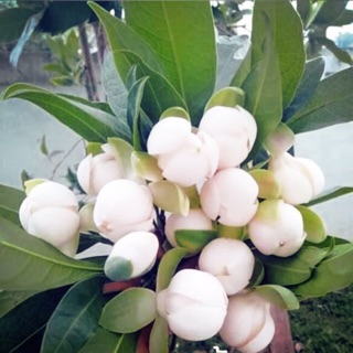 Cempaka telur / pokok cempaka telur | Shopee Malaysia