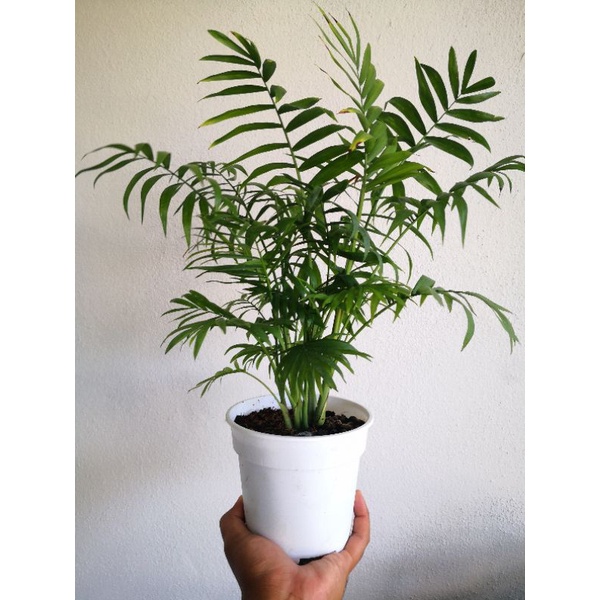 JAVA PALM Pokok Pinang Jawa Pokok Hiasan Indoor Outdoor | Shopee Malaysia
