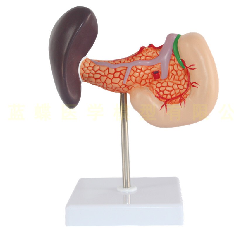 Human Pancreas Duodenum Spleen Anatomical Model / Pancreas Spleen ...
