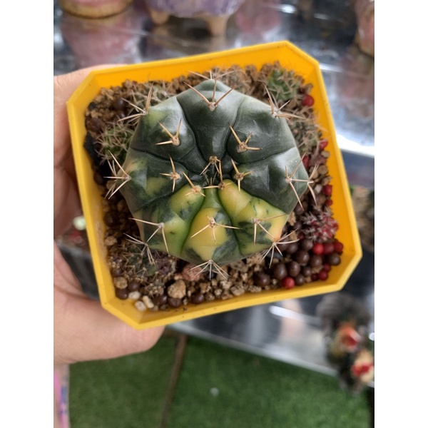 Damsi variegated 5.5cm | Shopee Malaysia