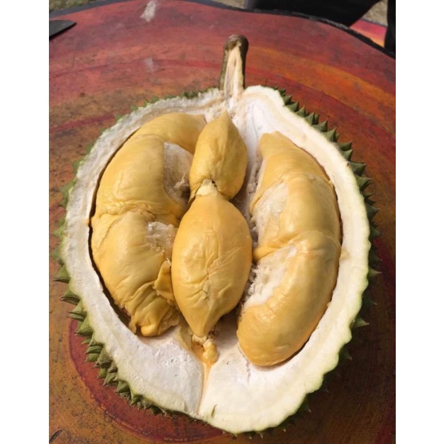POKOK DURIAN D150 EMPING EMAS | Shopee Malaysia