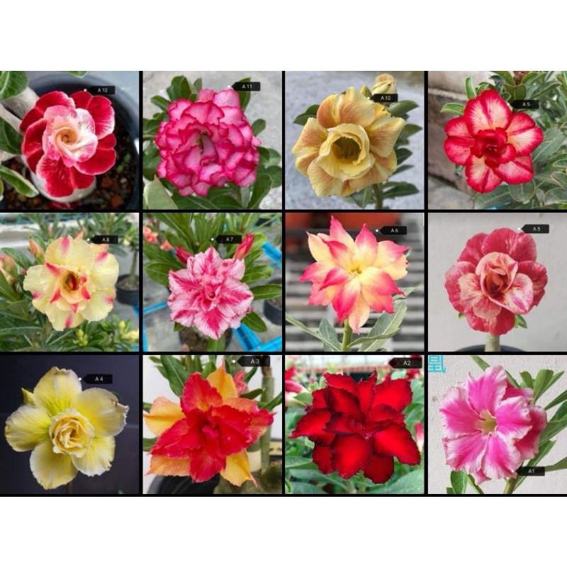 Kemboja Benih 1 Biji Adenium Seed 1pcs 富贵花种子1 粒 Fortune | Shopee Malaysia