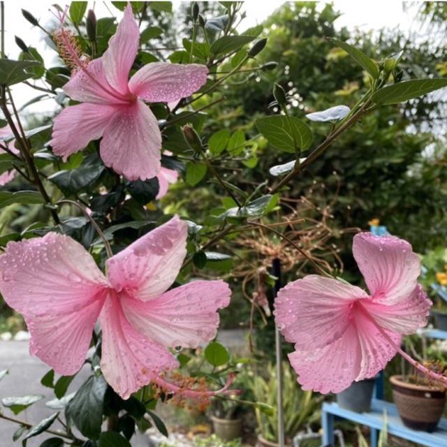 Baja Pokok Bunga Raya 1kg🌺🌺🌺🌺🌺 | Shopee Malaysia