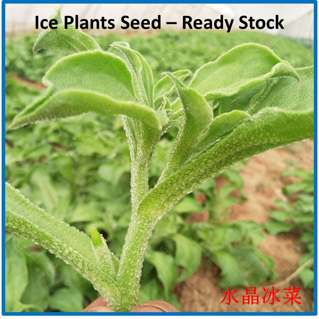 Ice Plant seed / Sayur "Ice Plant" dari Afrika / 水晶冰菜种子 - Original pack ...