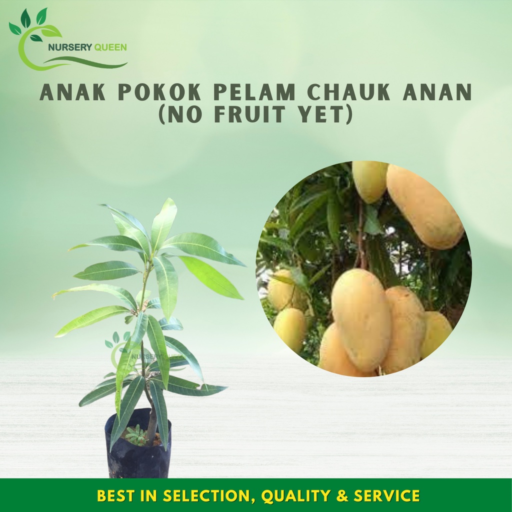 Anak Pokok Hidup Pelam Mangga [Max of 4 trees each parcel] Thailand ...