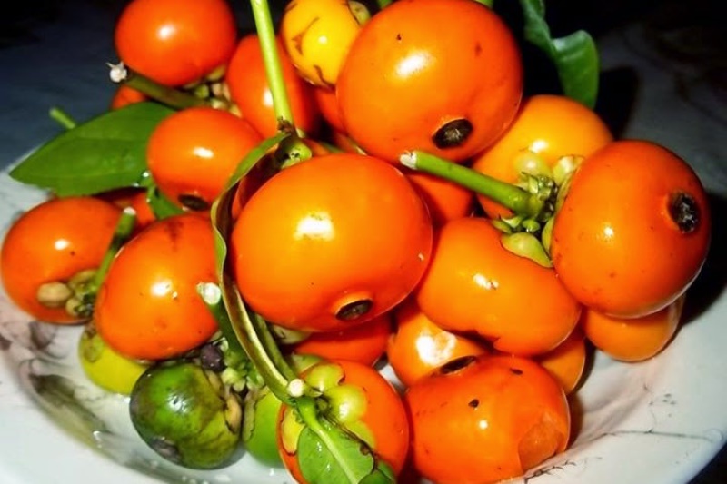 Anak Pokok Cepu/Cerapu/Cerupu | Shopee Malaysia