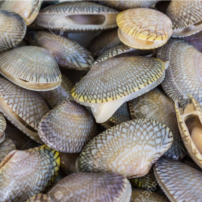 Fresh Flower Lala Clam 1Kg Bunga Frozen | Shopee Malaysia