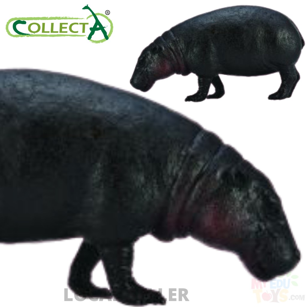Pygmy Hippopotamus - Collecta 88686 Wild Life Animal Action Figurine ...