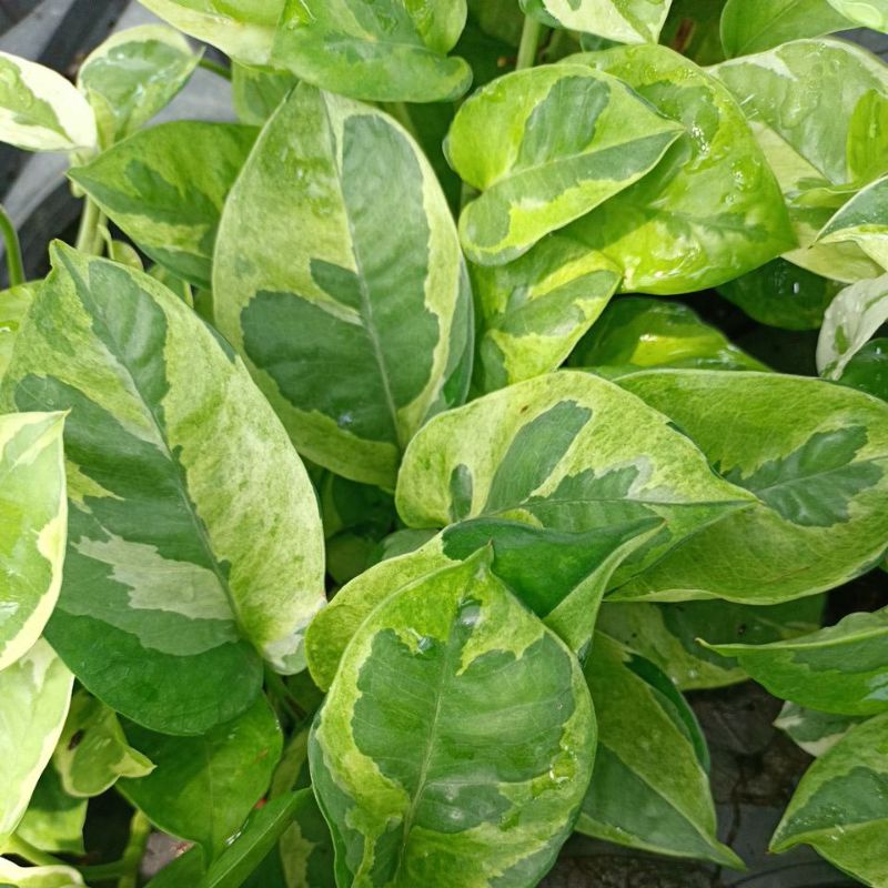 Real @ Live plant Pothos / Money plant | Shopee Malaysia