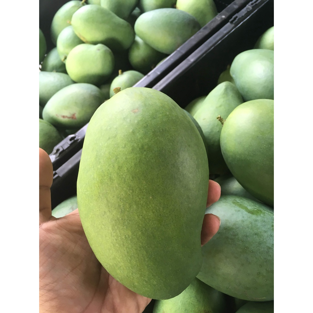 Mangga Mempelam Harum Manis Perlis dari kebun 100% Original [Ada ...