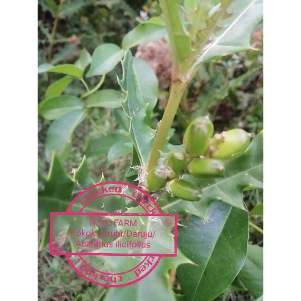 Pokok Jeruju (Buah 9biji RM 20/Keratan 5 keratan RM 10/Anak Pokok RM 30 ...