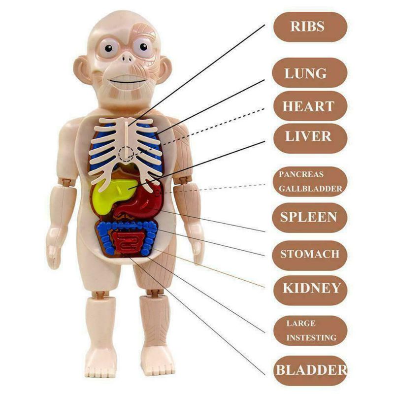 Human Body Anatomy Toy Preschool Educational Organ Assembled Diy Toy ...