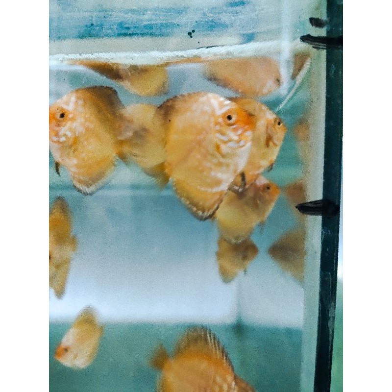 Discus Type Pigeon Uk 2 In Quality Rounded | Shopee Malaysia