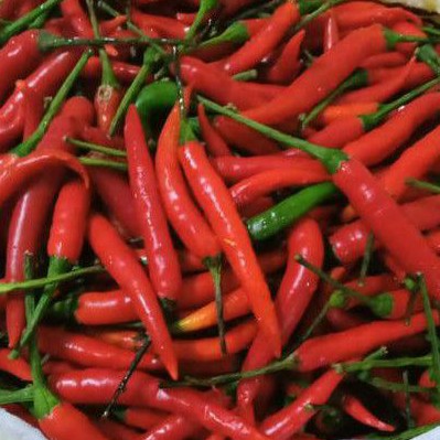 cili api merah fresh | Shopee Malaysia