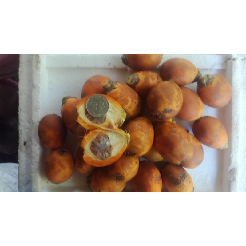 buah pinang tua@muda/daun sireh | Shopee Malaysia