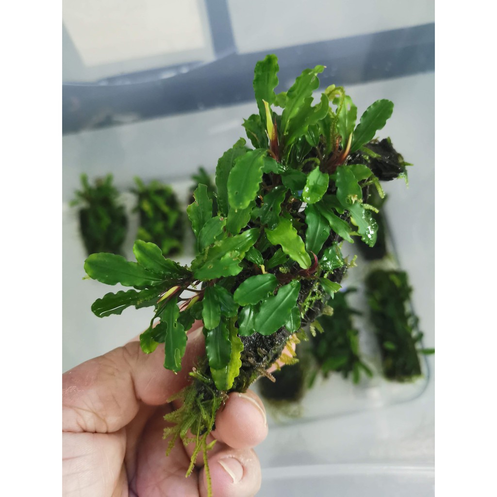 Bucephalandra (1 to 5 plants) (bucep) on Driftwood - aquarium aqua ...