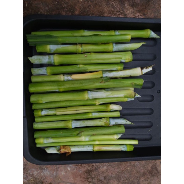 Benih napier Taiwan ada 3 mata tunas (1kg). Senang hidup | Shopee Malaysia