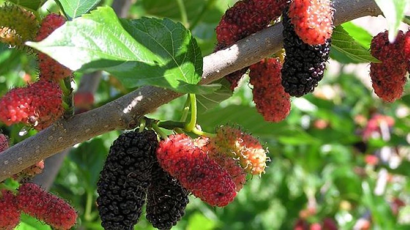 Anak Pokok Mulberry Kampung Untuk Buah atau Sebagai Penanti/Rootstock ...