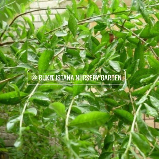 (NEW) - Pokok Inai - Pokok Besar - Herba Tempatan - Organik 💚💚💚💚💚 ...