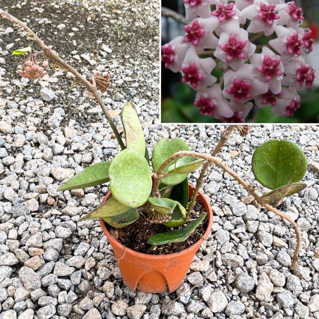 🌱 Hoya🌱 Hoya cembra🌱毬兰🌱 hoya compacto 🌱 Hoya krohniana eskimo 🌱 Hoya ...