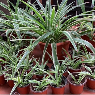 GREENPokok Spider Plant Pokok Lidah Ayam Labah Labah Murah 蛛形吊兰 ...