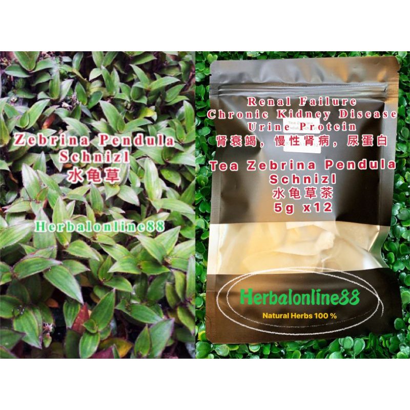 Tea Zebrina Pendula Schnizl / Wandering Jew / Herba Telinga Kera🌿水龟草茶🌿 ...