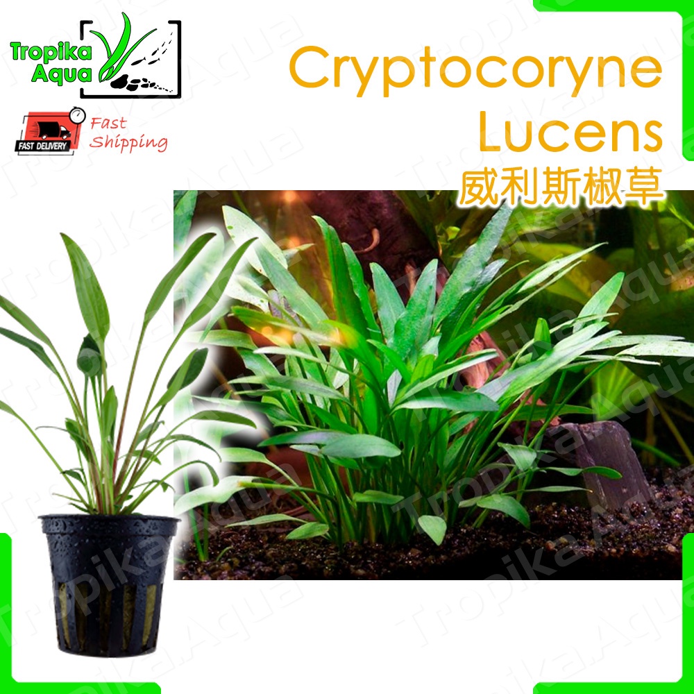 Cryptocoryne lucens 威利斯椒草 (Crypt x willisii) - aquarium aqua plant fish ...