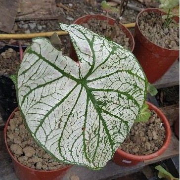 🔥caladium Plant.. Bunga Keladi Hiasan..🔥 | Shopee Malaysia