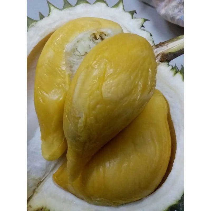 [🔥RARE PLANTS 🔥]ANAK POKOK DURIAN HIJAU BESERAH D145 KLON PREMIUM RARE ...