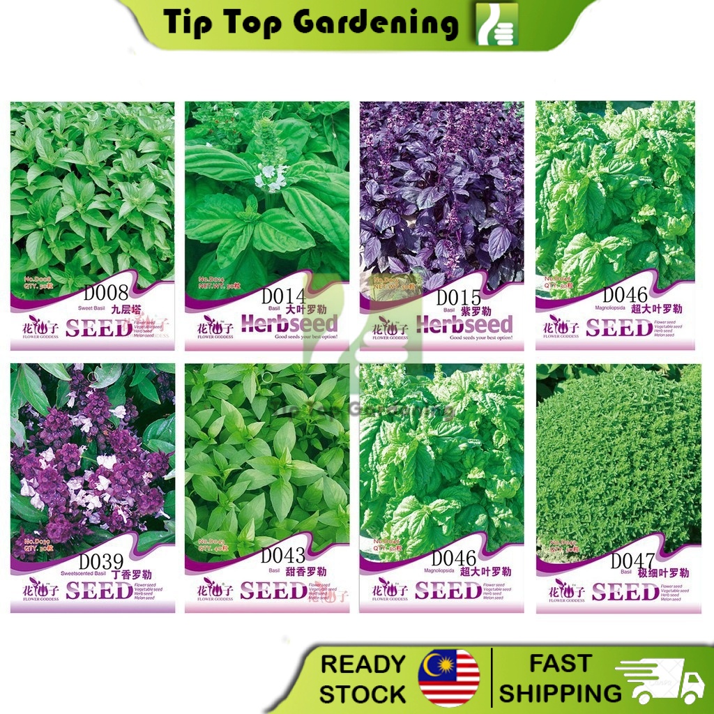 【EXPIRED】BIJI BENIH BASIL SPECIES SEEDS FLOWER GODDESS VEGETABLE FLOWER ...