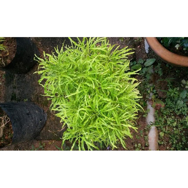 Pokok Tong Emas ( Pokok Yang Rimbun ) | Shopee Malaysia