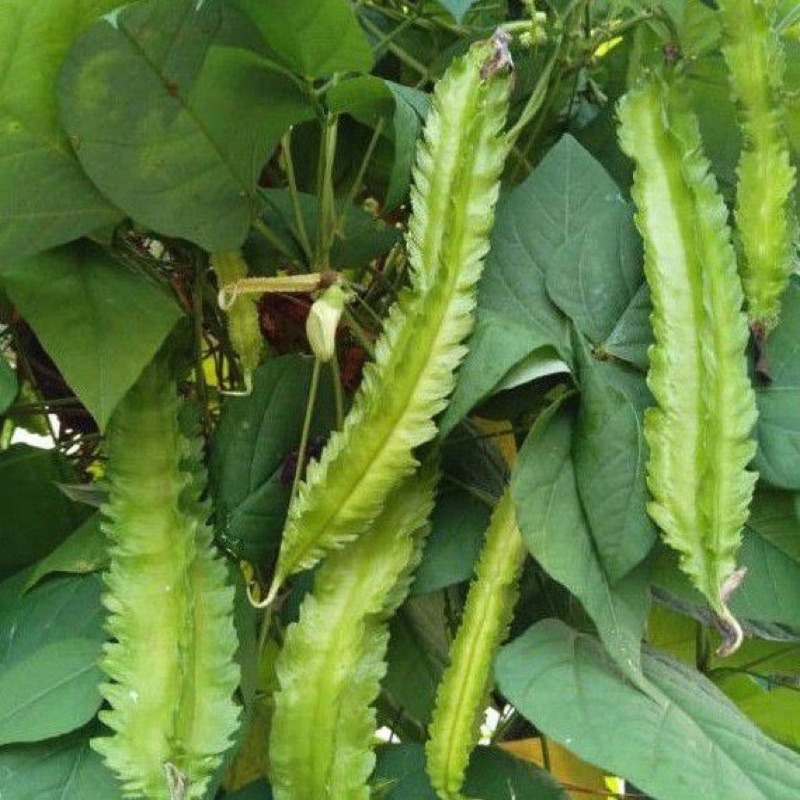 Biji Benih Kacang Sayap 5pcs/ Winged Bean Seeds 四棱豆种子四角豆籽 | Shopee Malaysia