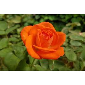 POKOK BUNGA ROSE BER ID ROSE VALLEY | Shopee Malaysia