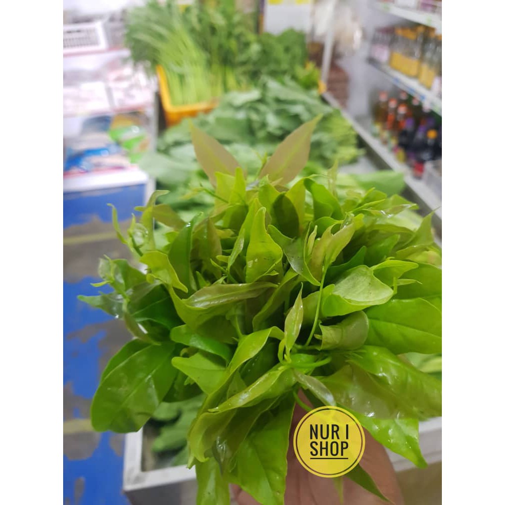 💥READY STOCK💥Pucuk Daun Serai Kayu | Shopee Malaysia