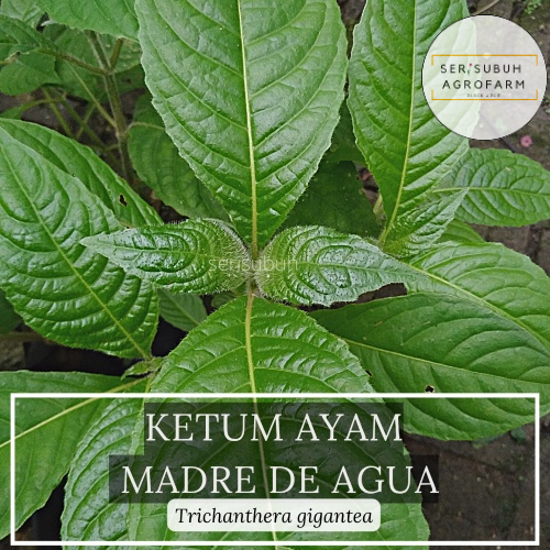 POKOK KETUM AYAM | MADRE DE AGUA| Makanan Ternakan Organik | Shopee ...