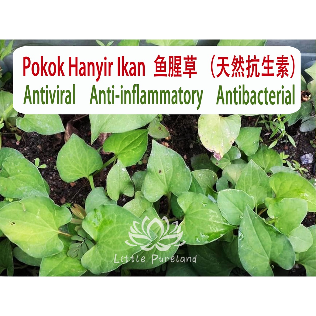 Pokok hanyir ikan Houttuynia cordata 鱼腥草 Pokok ubat Herb 草药 | Shopee ...