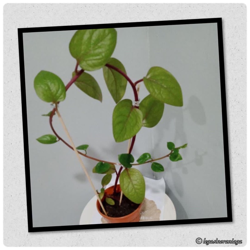 Pokok Remayung / Mayung / Bayam Malabar berbatang merah | Shopee Malaysia
