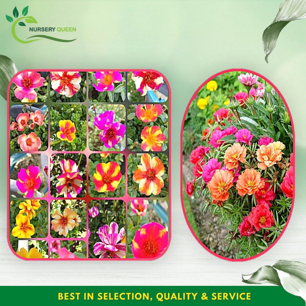 Pokok Bunga Kembang Pagi Pukul 10 [keratan] (5 in 1) | Shopee Malaysia