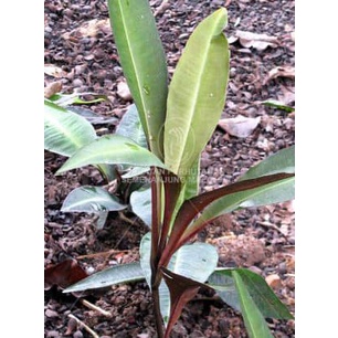 ANOR - Anak Pokok Kacip Fatimah (Pokok Herba) | Shopee Malaysia