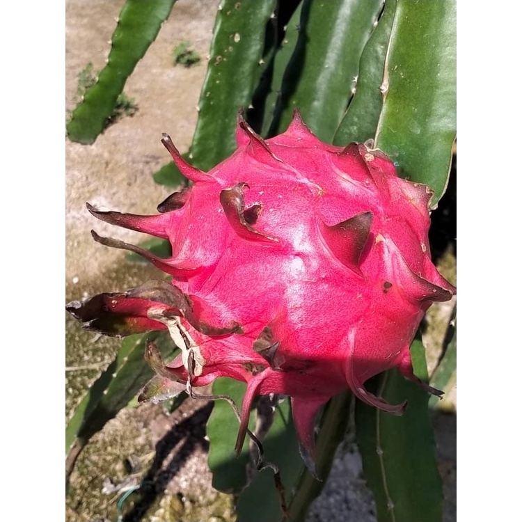 🔥Ready Stock🔥Special Dark Red Dragon Fruits Trees / Thailand SPECIAL Merah Anak Pokok Buah Naga ...