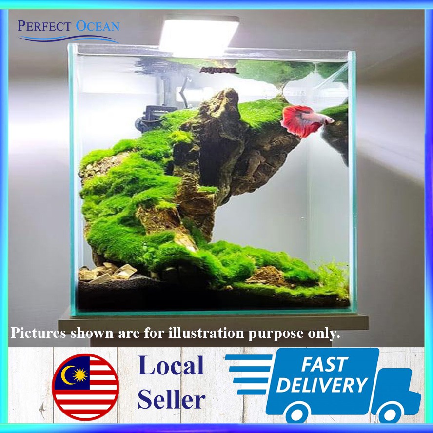 Marimo Moss Ball Small 2-3cm Live Aquarium Plant (1pc) Alga Lumut 🌊 ...